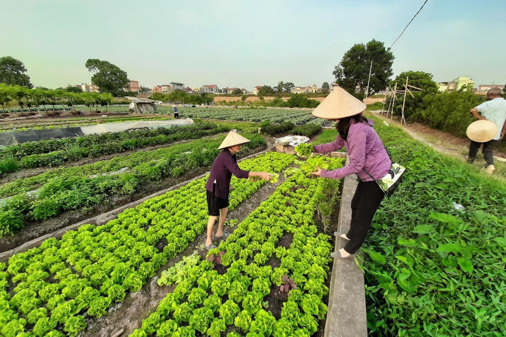 Hanoi Farm Tour and Cooking Class | Operator by Eviva Vietnam